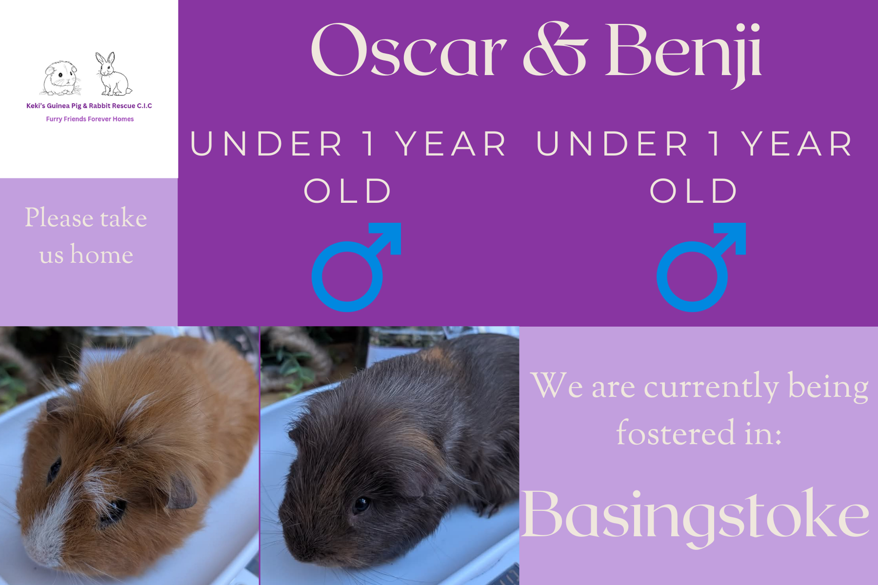 Guinea Pigs – Kekisguineapig&rabbitrescue